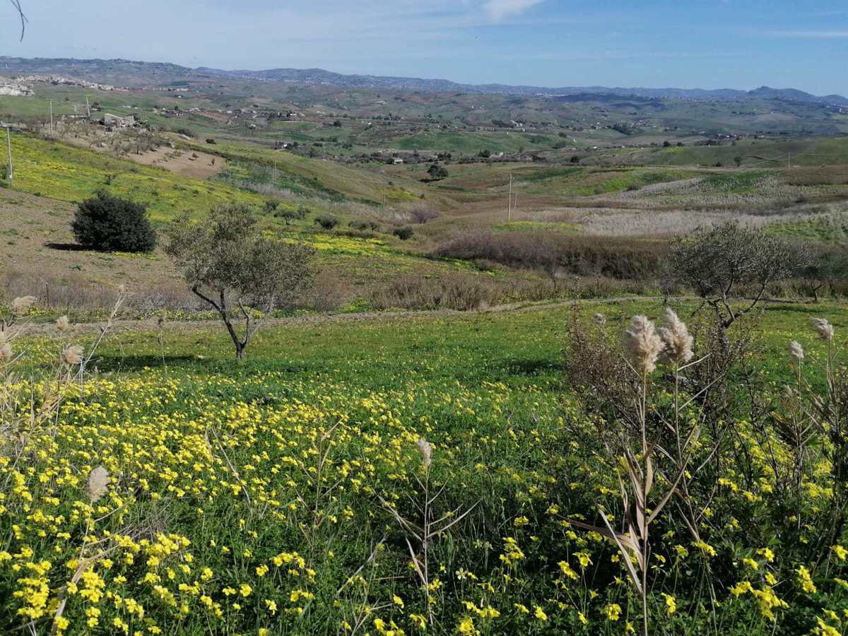 terreno agricolo in vendita a raffadali